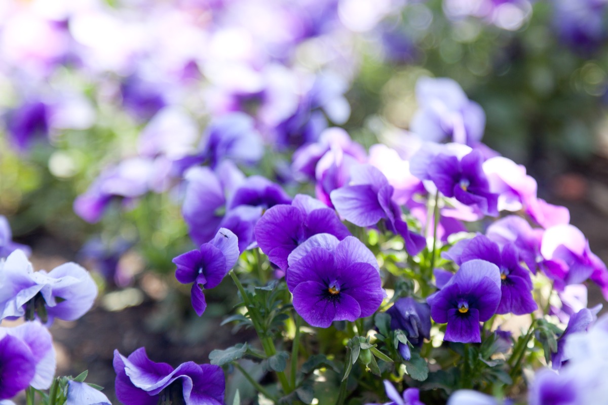 7 Easy Flowers for Your Garden That Don't Need Sunlight
