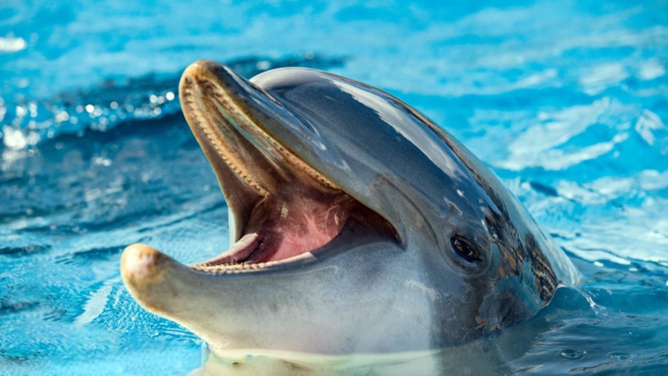 Are Dolphins Dangerous? 17 Facts That Suggest They Are