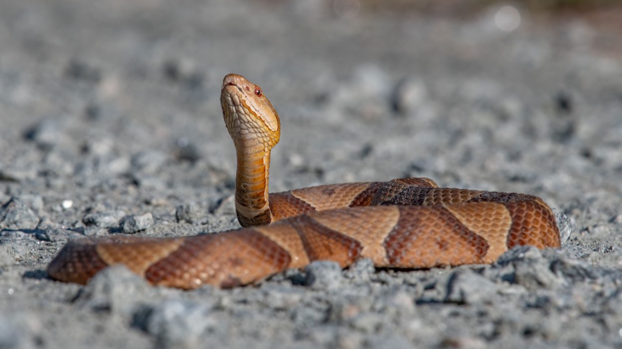 Copperhead Snake Bites Are Increasing—How to Protect Yourself