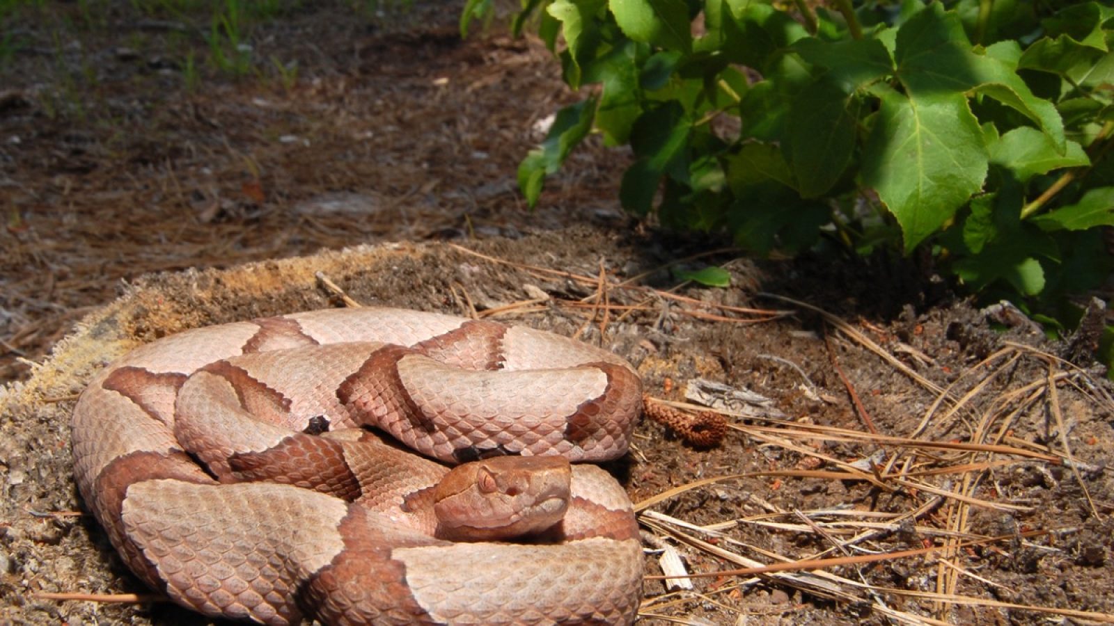 Experts Warn Copperhead Sightings Are on the Rise — Best Life