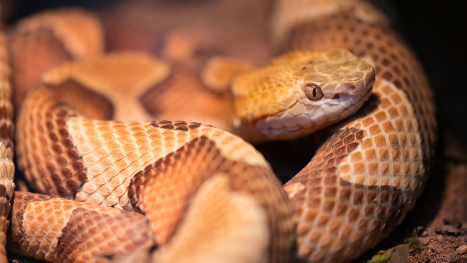 Multiple Venomous Snakes Found in U.S. Homes — Best Life