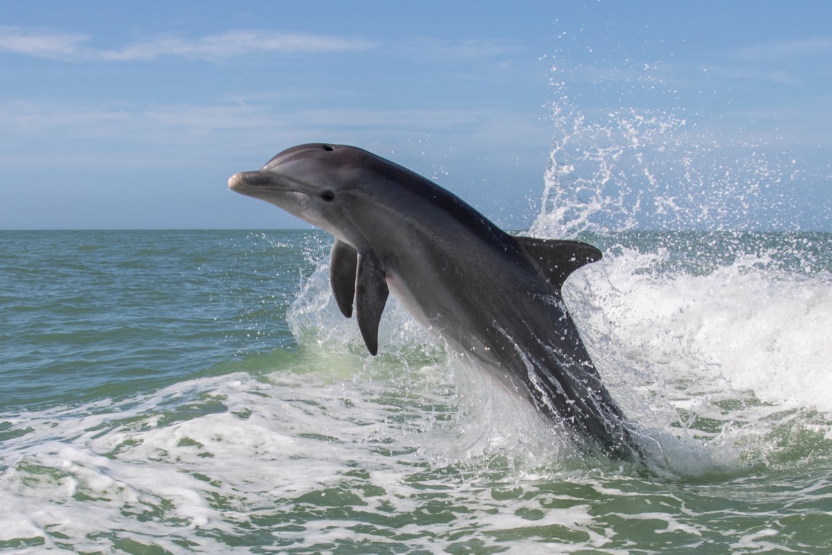 Are Dolphins Dangerous? 17 Facts That Suggest They Are