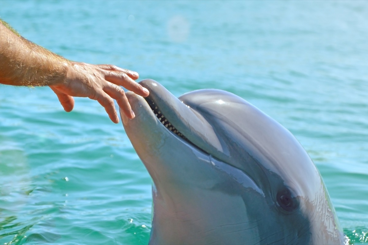 Are Dolphins Dangerous? 17 Facts That Suggest They Are