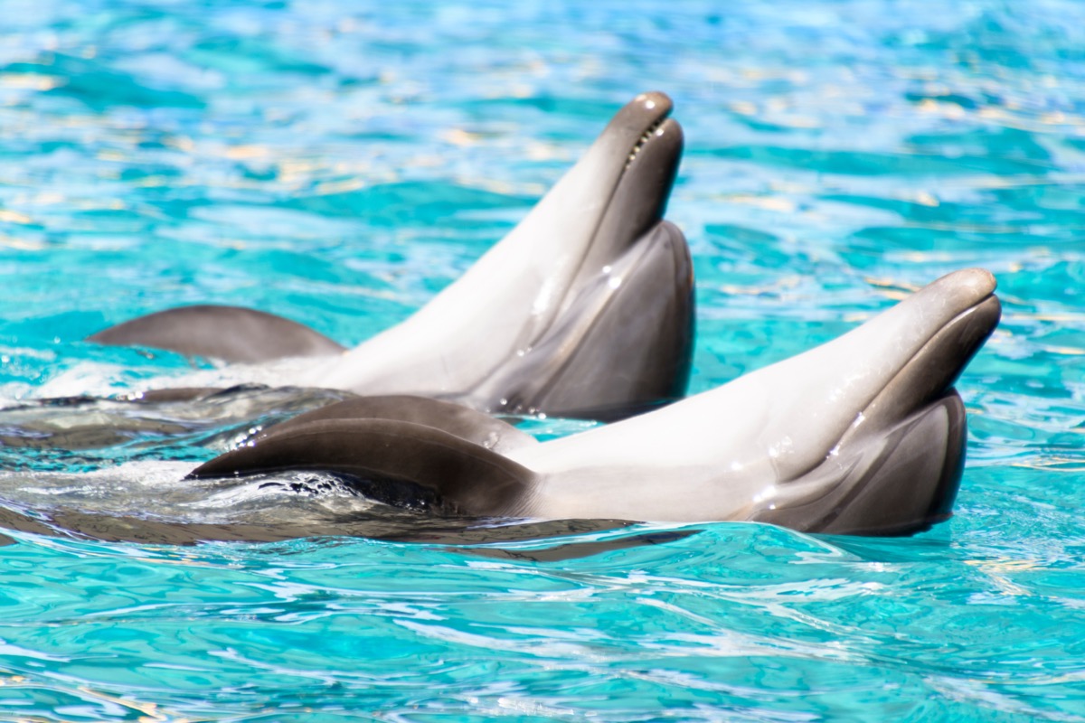 Are Dolphins Dangerous? 17 Facts That Suggest They Are