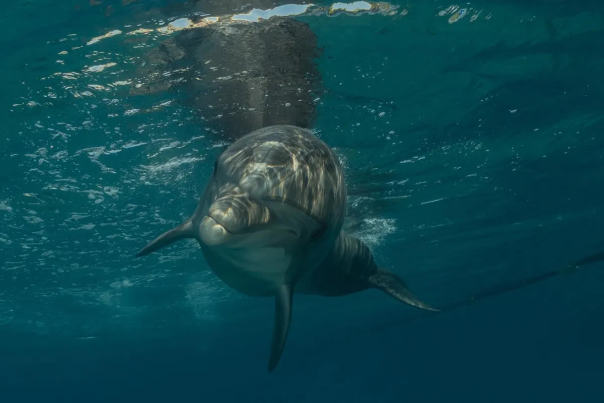 Are Dolphins Dangerous? 17 Facts That Suggest They Are