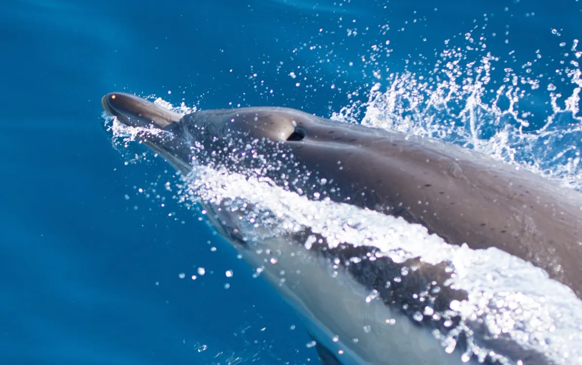Are Dolphins Dangerous? 17 Facts That Suggest They Are