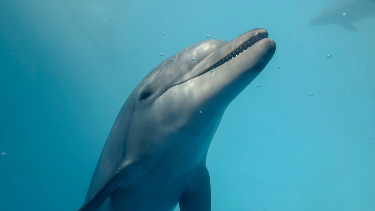 Are Dolphins Dangerous? 17 Facts That Suggest They Are