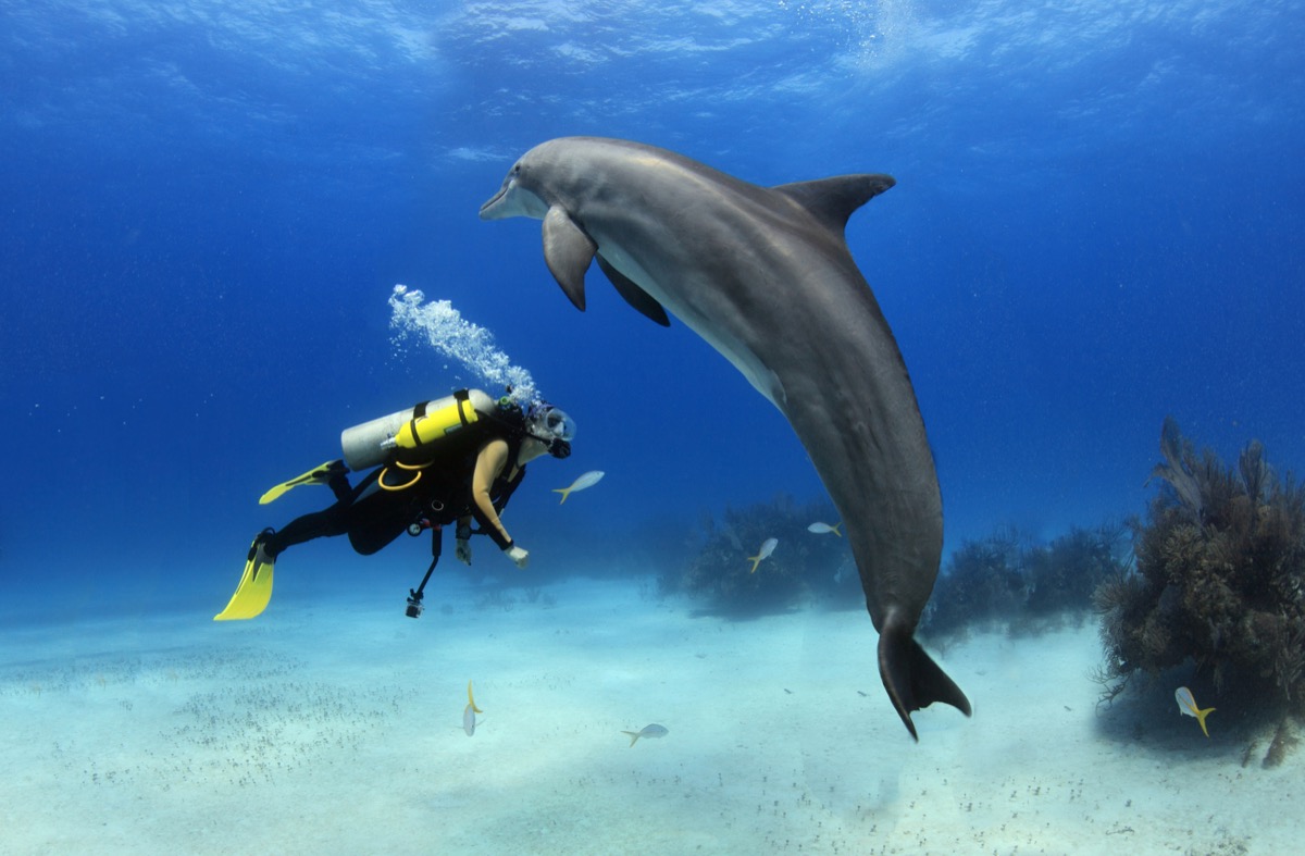 Are Dolphins Dangerous? 17 Facts That Suggest They Are