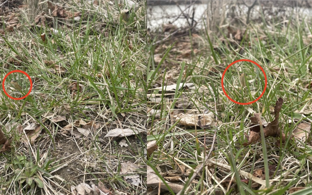 Viral Photo Shows Invisible Camouflaged Snake — Best Life
