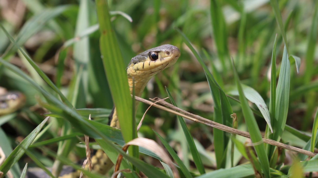Viral Photo Shows Invisible Camouflaged Snake — Best Life