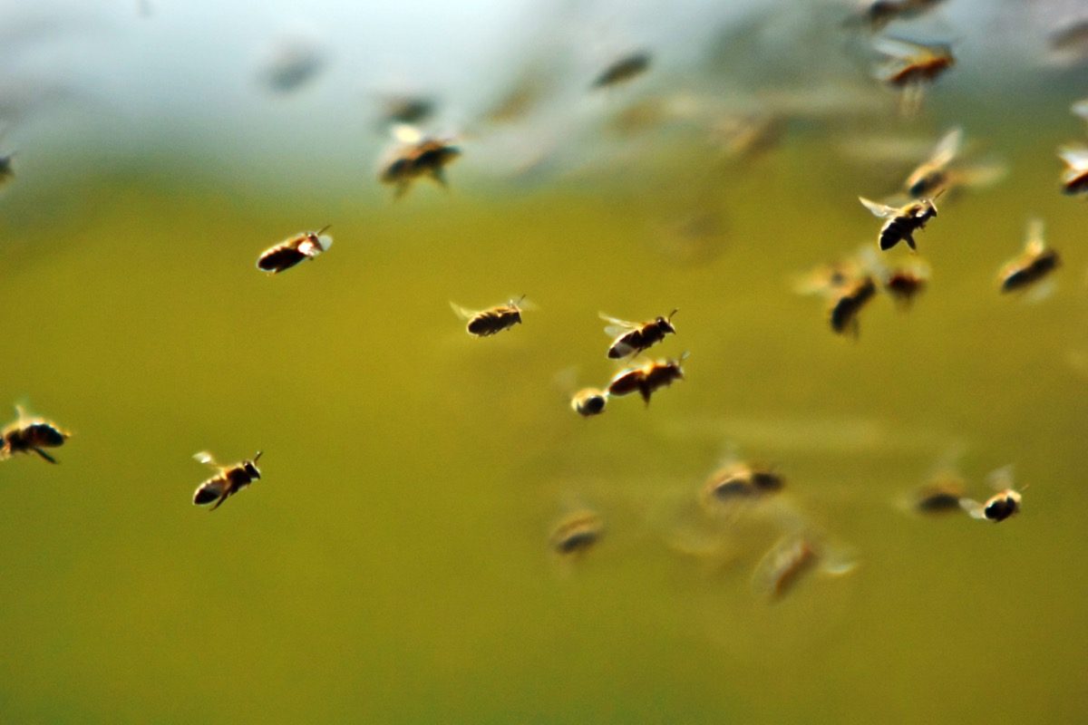 Bee Swarm Attacks in L.A.—How to Protect Yourself