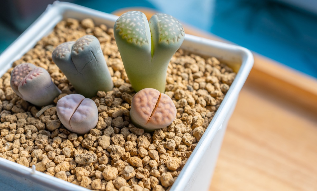 The 7 Cutest Houseplants That Stay Small — Best Life