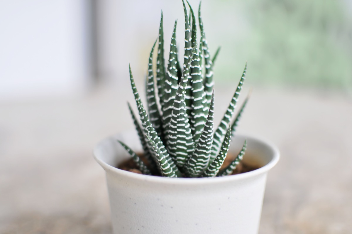 The 7 Cutest Houseplants That Stay Small — Best Life
