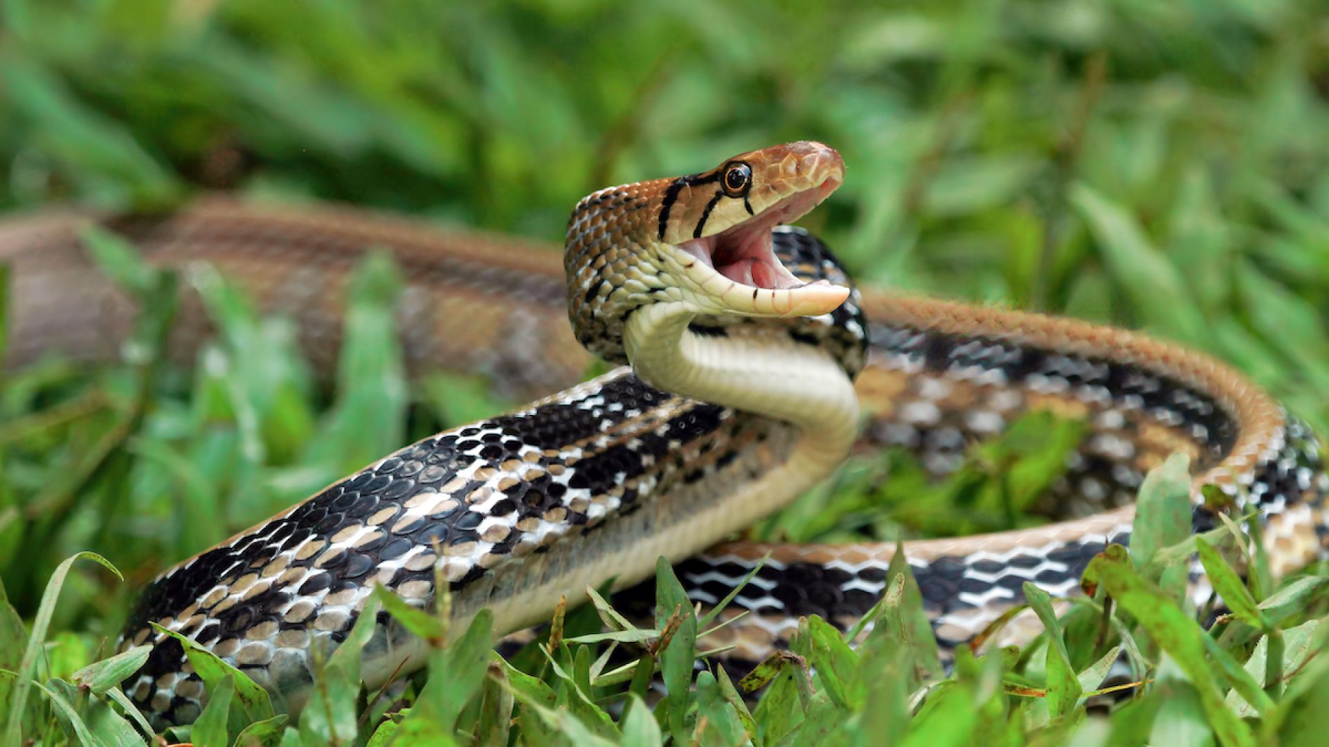 9 Ways You're Inviting Snakes to Bite You — Best Life