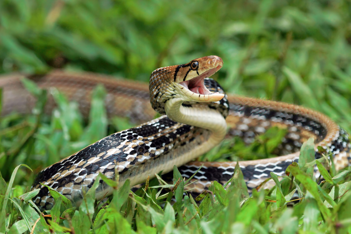 The 6 Creepiest-Looking Snakes, According to Experts — Best Life