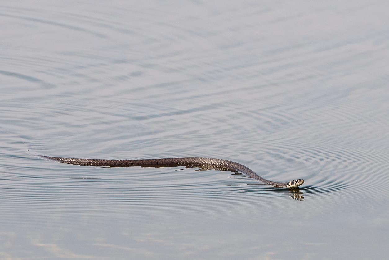 Venomous Snake Spotted Swimming Across Lake — Best Life