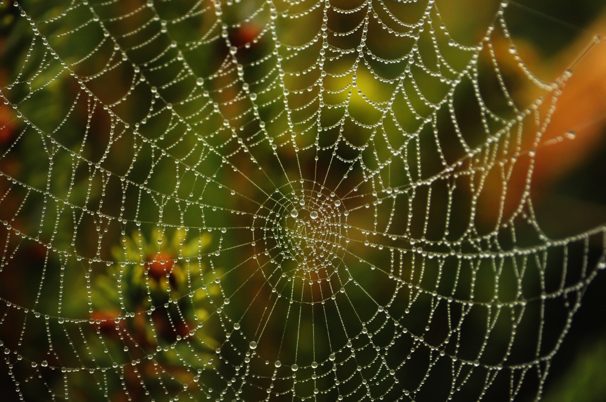 Weird Facts So Strange, You Won't Believe They're True