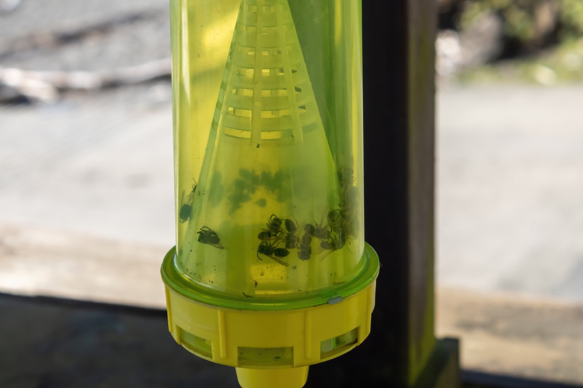 How to Keep Wasps Out of Your Yard: 5 Easy Ways — Best Life