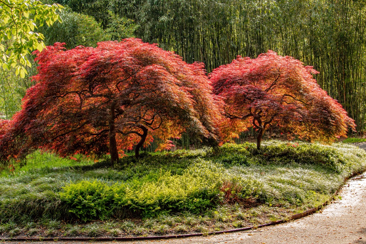 7 Easy Trees That Don't Need Sunlight — Best Life