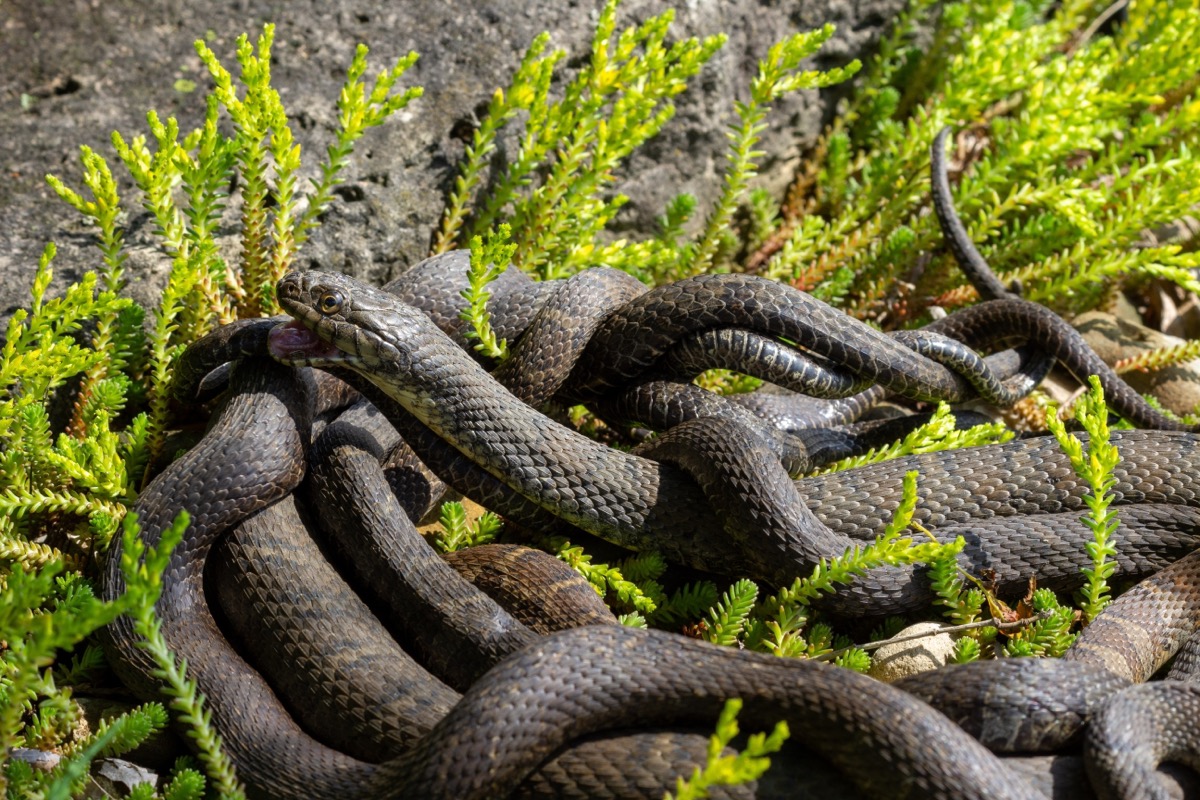 4 Scents That Attract Snakes to Your Yard, Experts Say — Best Life