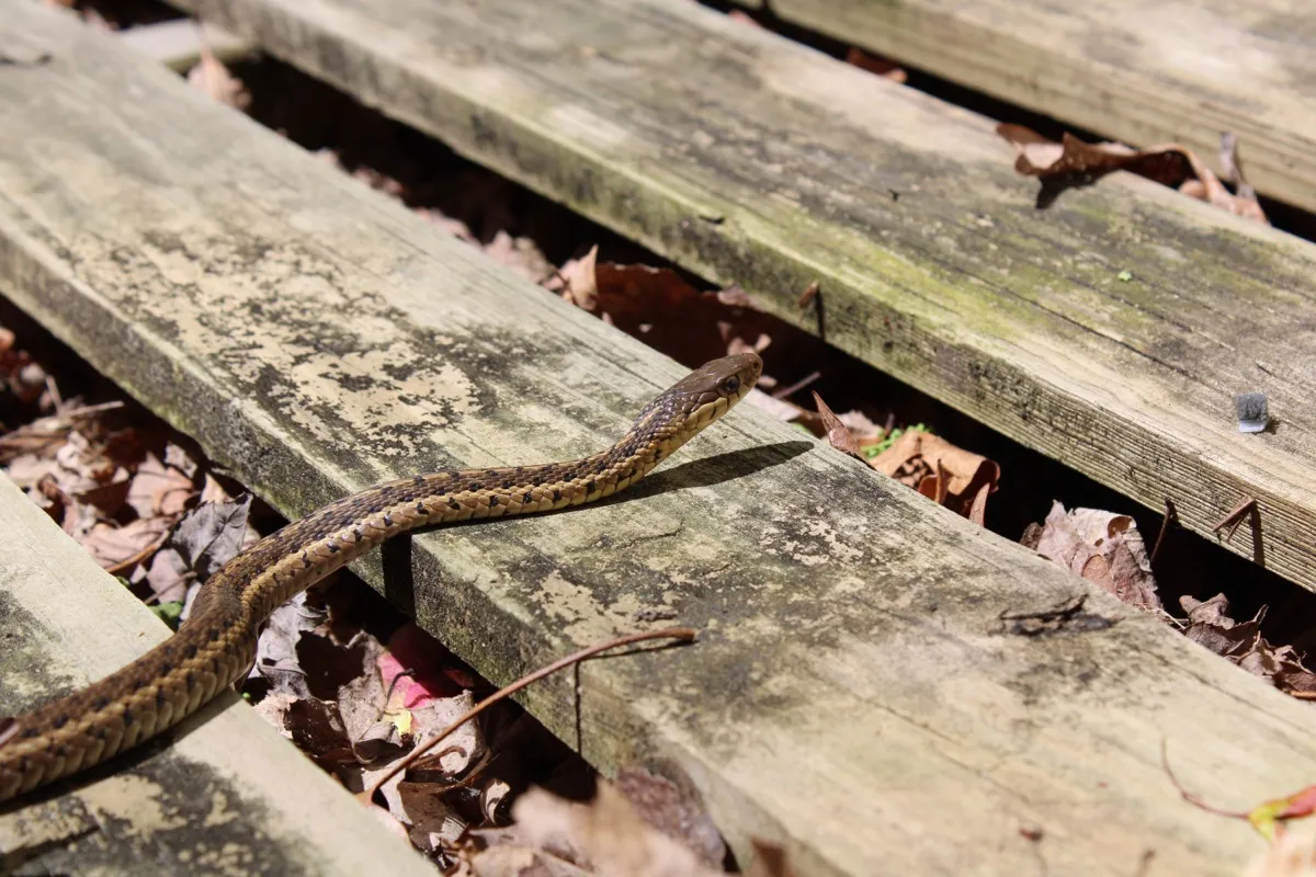 7 Easy Ways to Get Rid of Garden Snakes, Pest Experts Say — Best Life