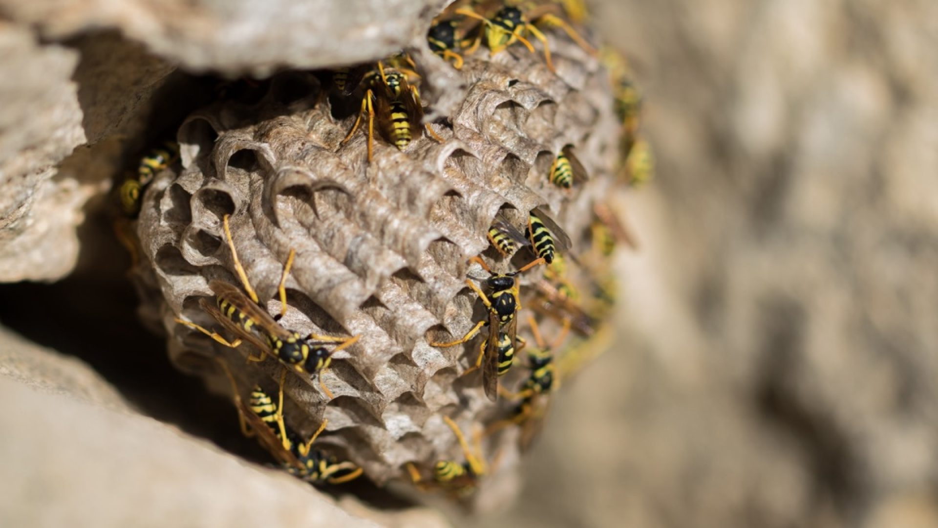 How to Keep Wasps Out of Your Yard: 5 Easy Ways — Best Life