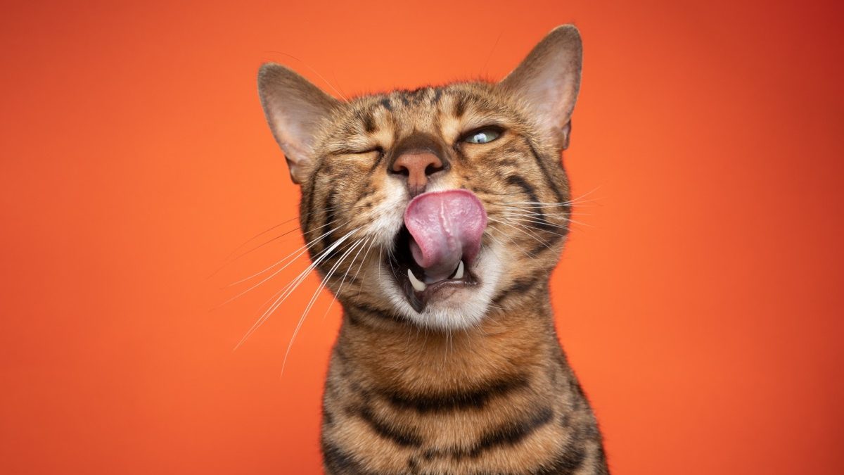 100 Funniest Cat Memes Ever (Especially if You Love Cats)