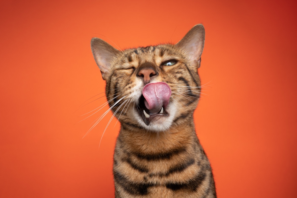 30 Funny Cat Videos to Make You Love Cats Even More — Best Life