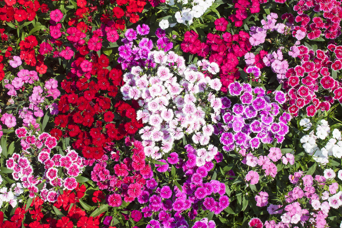 9 Outdoor Plants That Smell Good, Gardening Experts Say