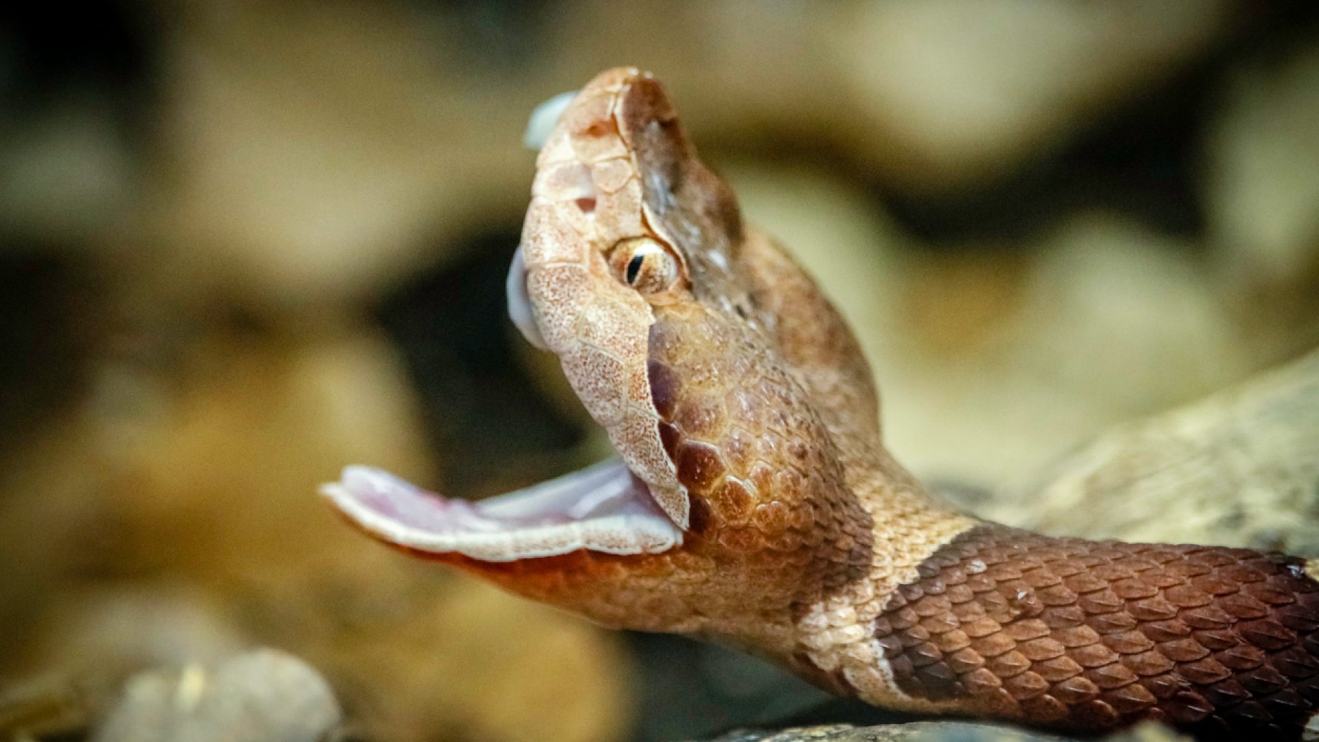 Spike in Sightings Reported Amid "Nasty Snake Year" — Best Life