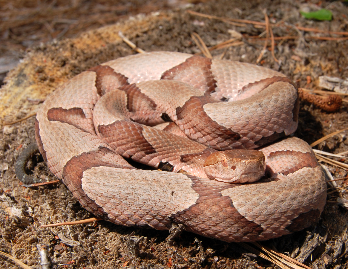 Copperhead Encounters Spark New Warnings — Best Life