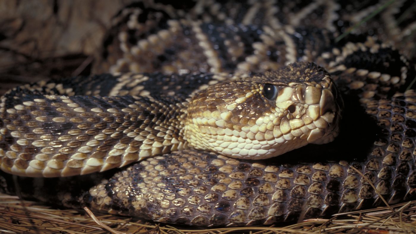 Venomous Animal Encounters on the Rise — Best Life