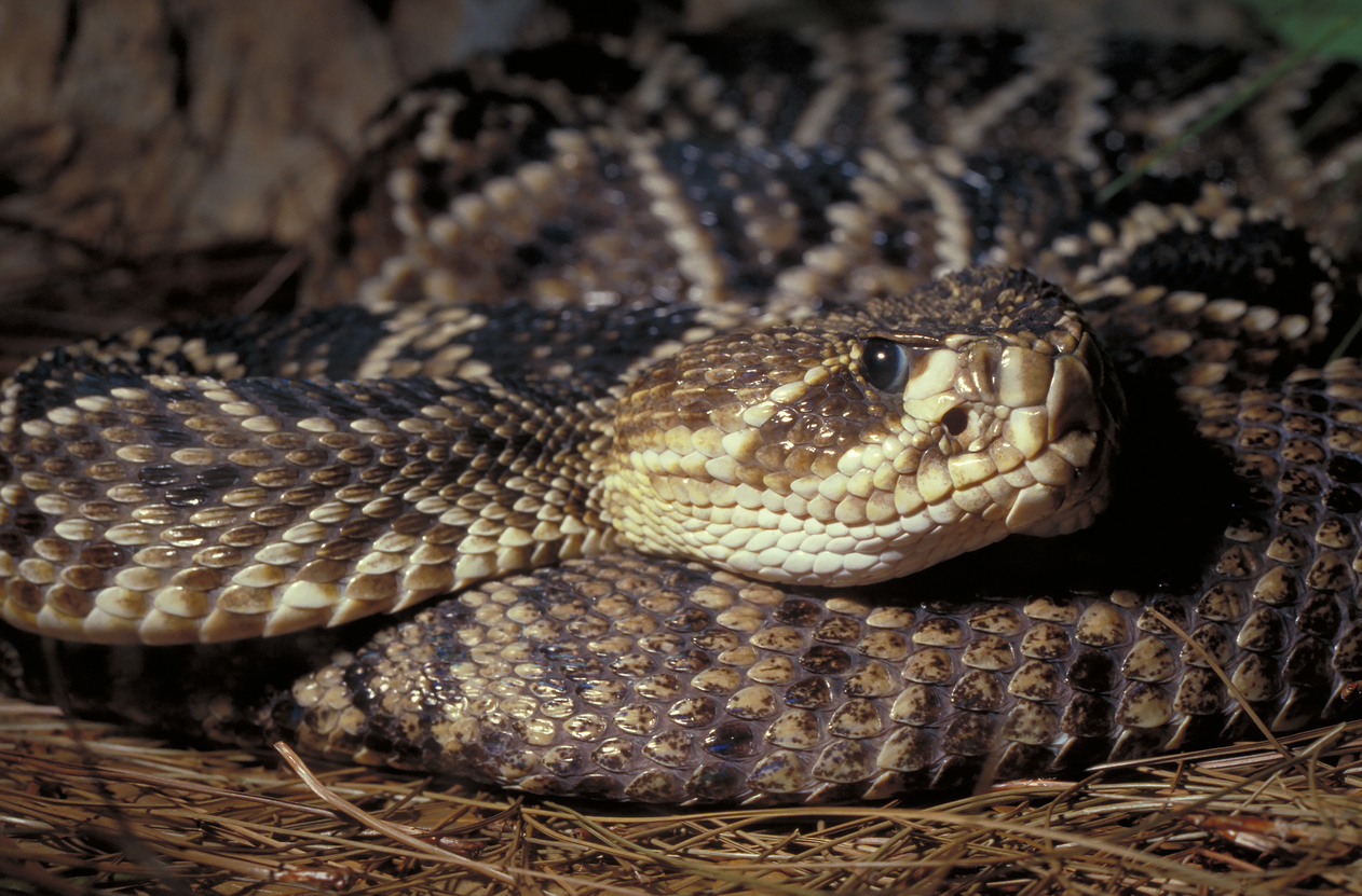 Venomous Animal Encounters on the Rise — Best Life