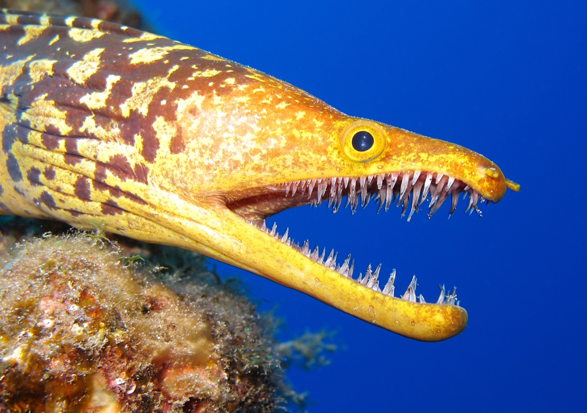 30 Scary Ocean Facts More Terrifying Than What's in Outer Space