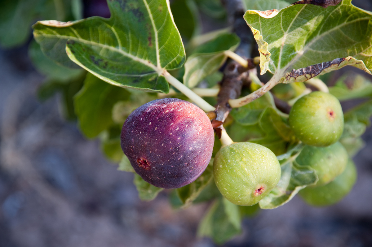 5 Easy Fruit Trees You Can Plant in Your Backyard — Best Life