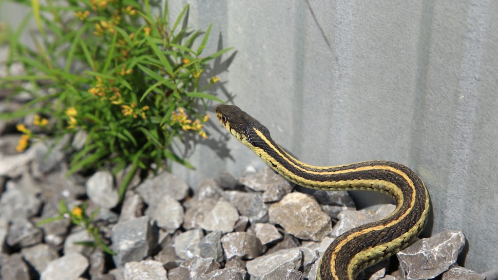 8 Common Snake-Repellent Plants — Best Life