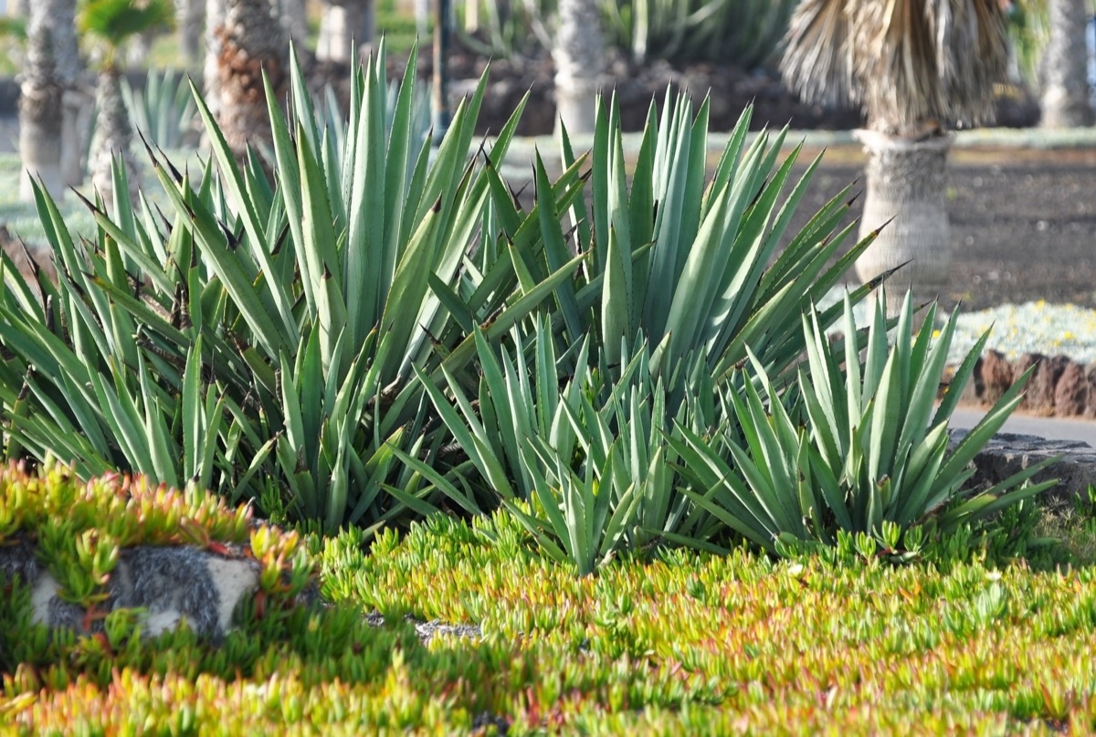 The 7 Best Heat-Tolerant Plants for Your Garden — Best Life