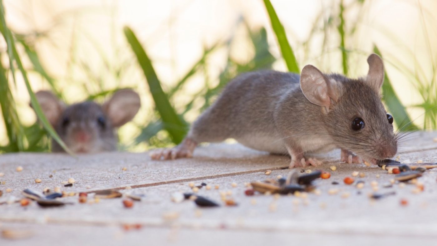 8 Things in Your Yard That Attract Mice to Your Home — Best Life