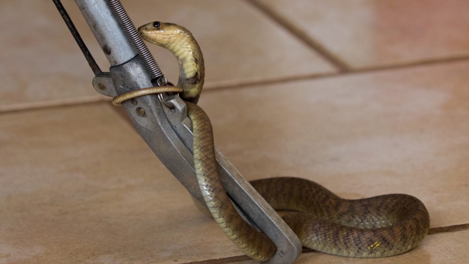 5 Ways Snakes Get Into Your Home During a Heat Wave