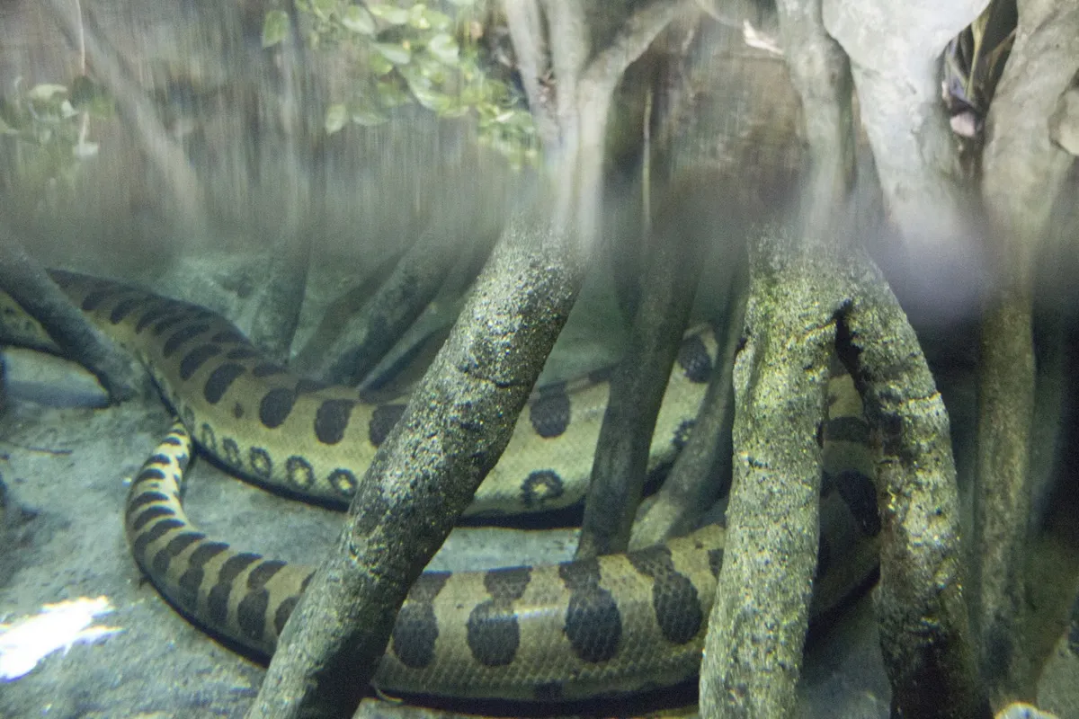 Invasive Anacondas May Be Breeding in the U.S. — Best Life