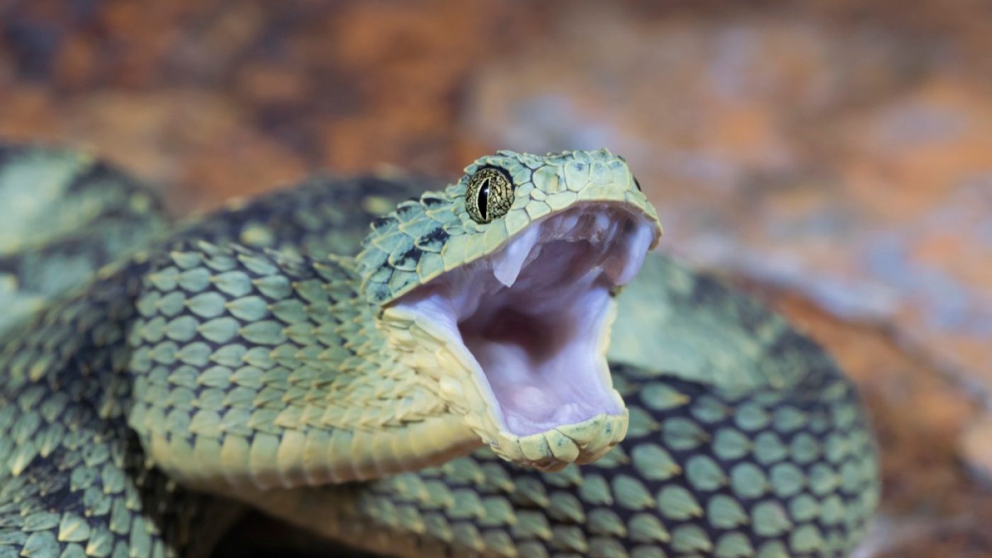Venomous Snake Bites Have Increased, New Study Confirms