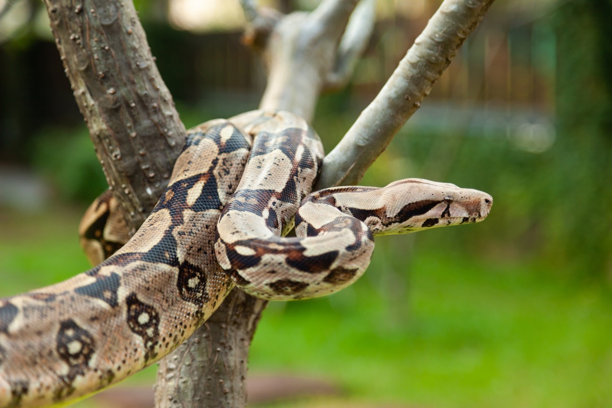 10-Foot Boa Constrictor Found in Man's Backyard — Best Life