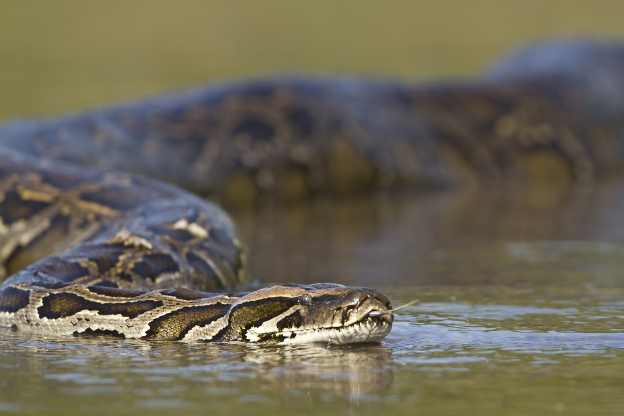 15-Foot Invasive Pythons Are Moving North From Florida — Best Life