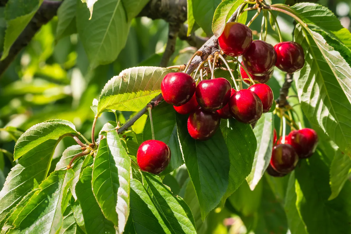 5 Easy Fruit Trees You Can Plant in Your Backyard — Best Life