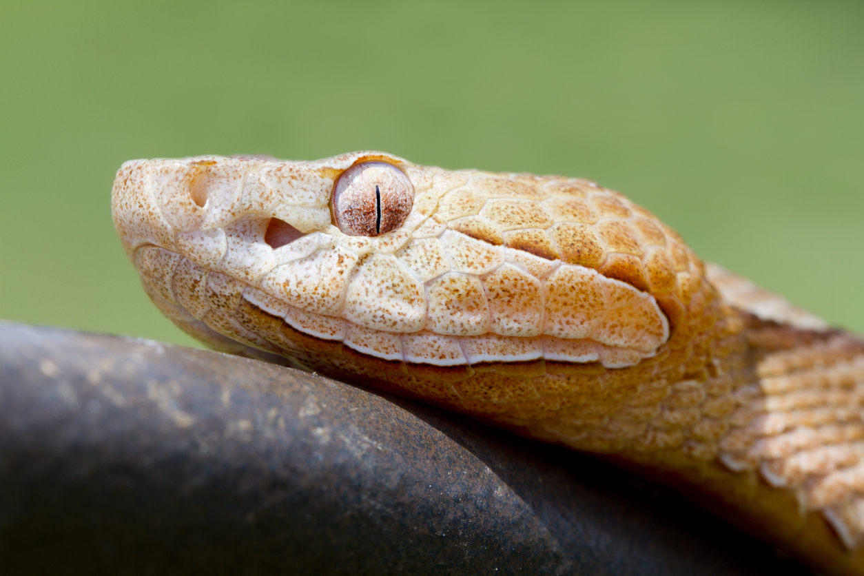 Copperheads Are Attracted to 3 Things in Your Home — Best Life