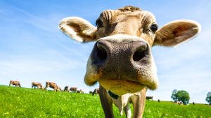 80 Cow Jokes That Are Udderly Hilarious — Best Life