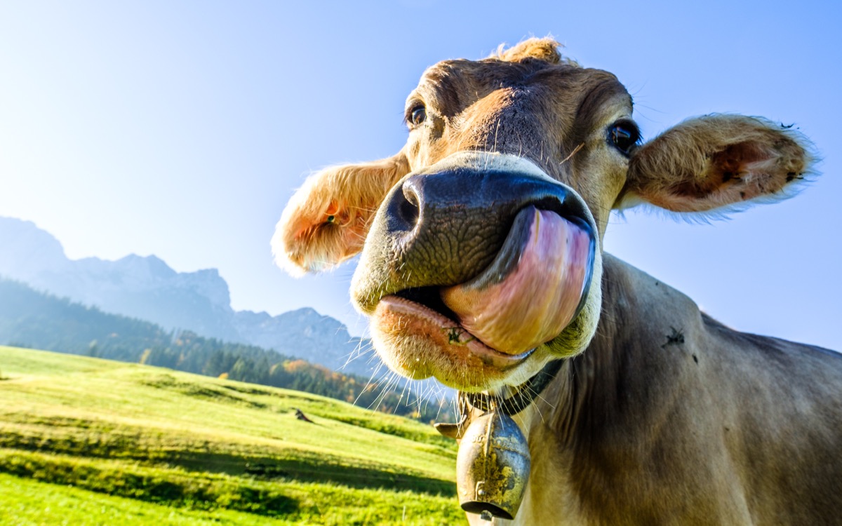 80 Cow Jokes That Are Udderly Hilarious — Best Life