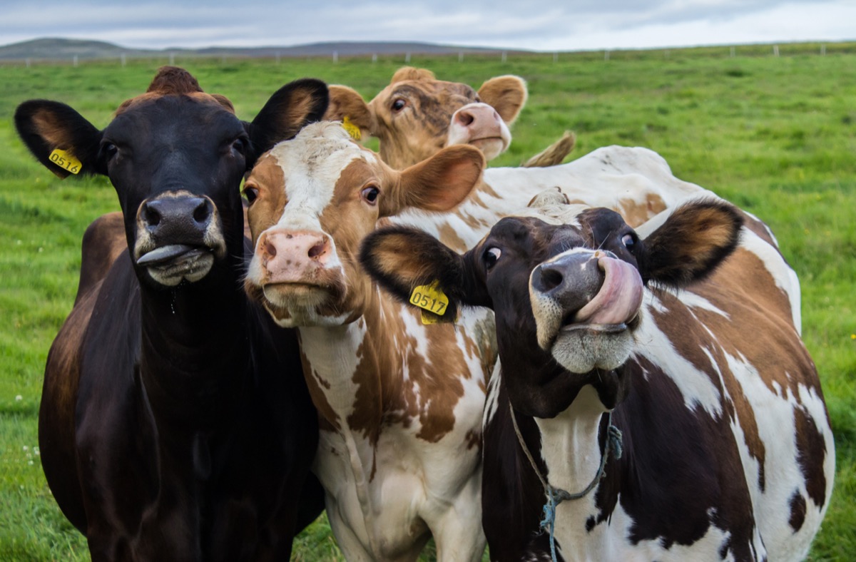 80 Cow Jokes That Are Udderly Hilarious — Best Life