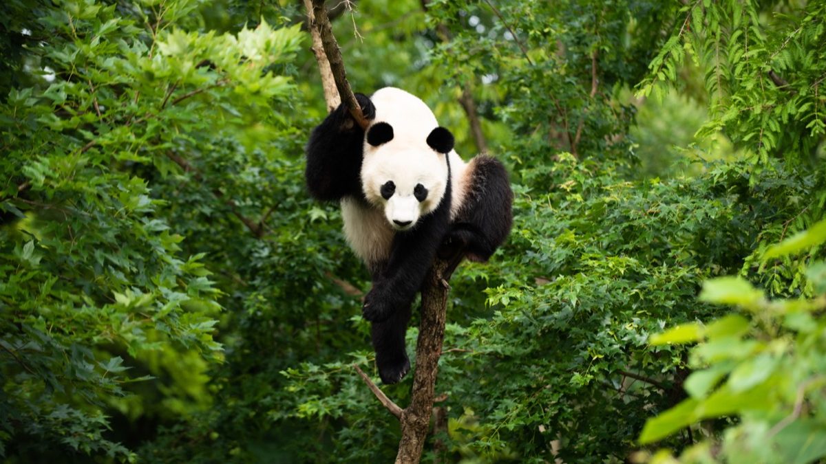 The 12 Best Zoos in the U.S. to Add to Your Bucket List — Best Life