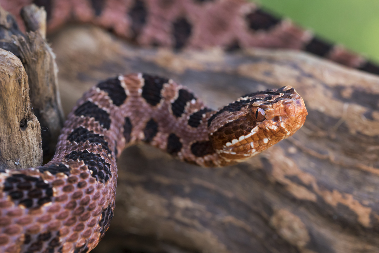Snake Bites Man's Head as He Opens Front Door — Best Life